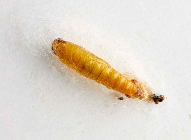 Stratégies efficaces pour se débarrasser des mites alimentaires ... Stratégies efficaces pour se débarrasser des mites alimentaires ...