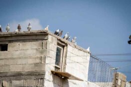 Comment faire pour ne plus avoir de pigeon sur son balcon ? - Maison ...