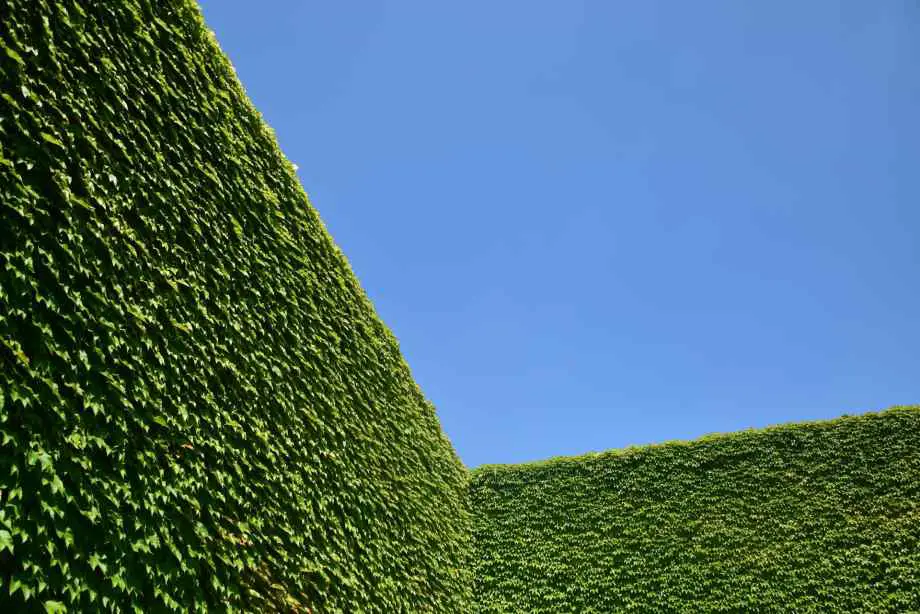 Quel arbuste pousse vite pour cacher un vis-à-vis sans attendre des ...